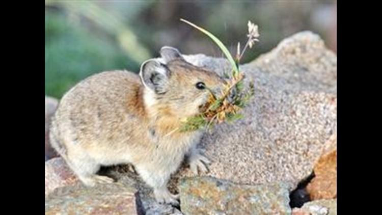 Pika Conservation project goes statewide. – Pocket Pals Trail Maps